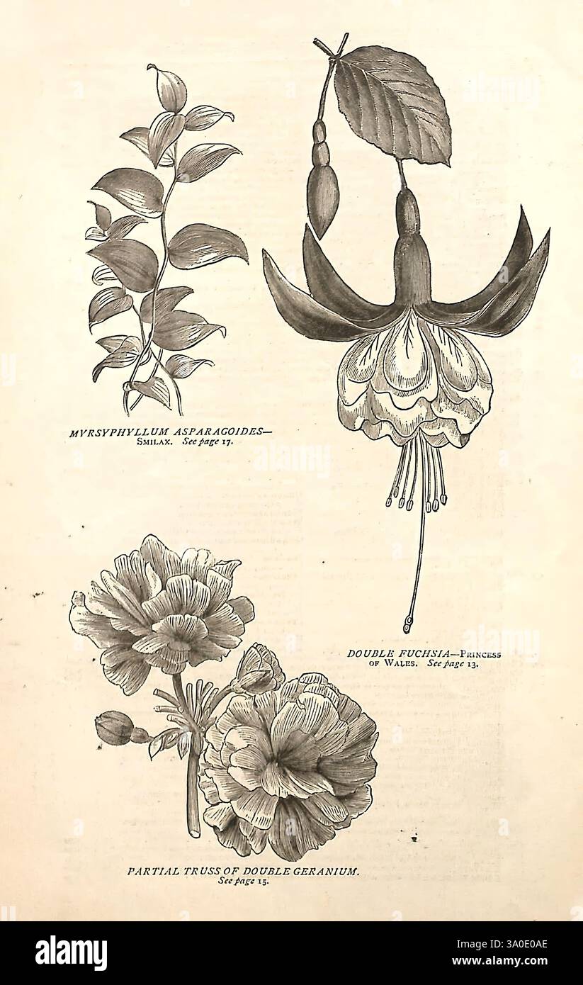 Partial truss of double geranium hi-res stock photography and images ...