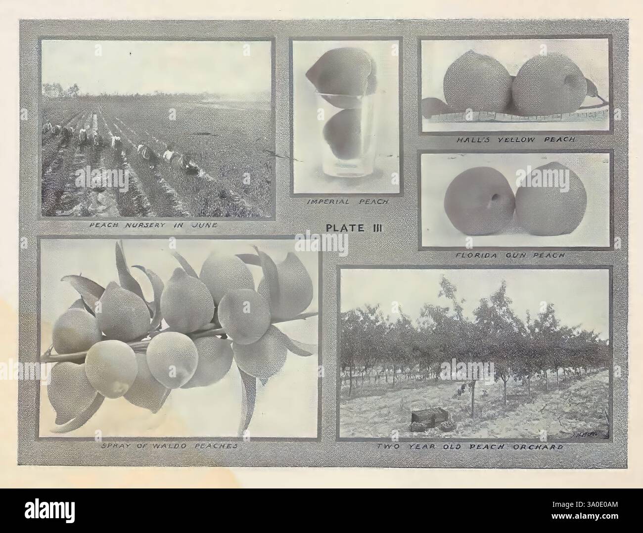 Peach nursery in june hi-res stock photography and images - Alamy