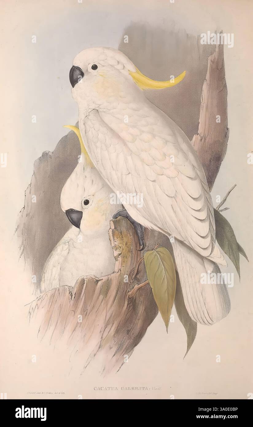 Two elegant cockatoos hi-res stock photography and images - Alamy