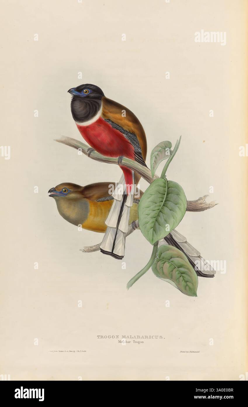 Artwork features two vibrant trogons hi-res stock photography and ...