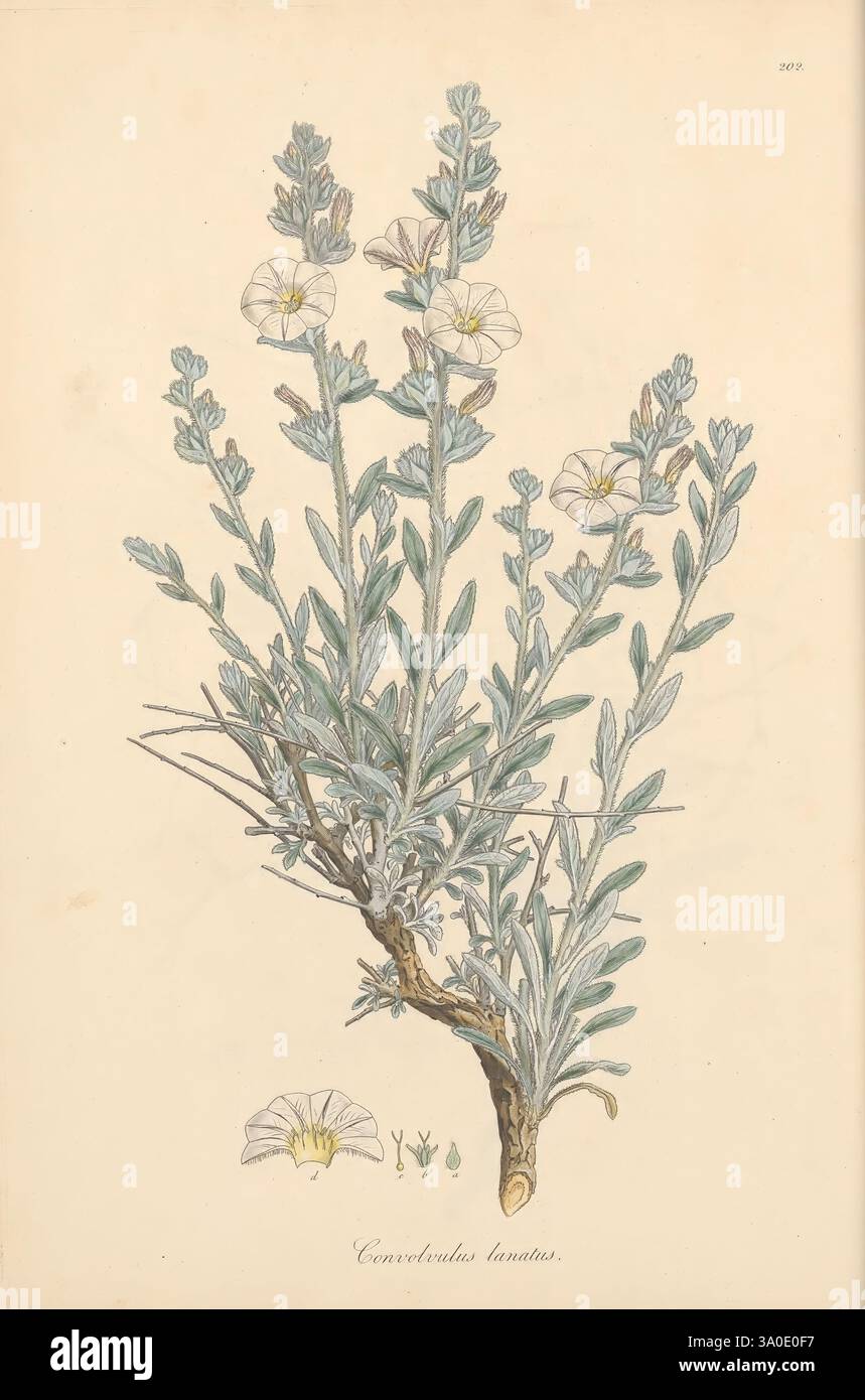 Flora Graeca, sive, Plantarum rariorum historia, quas in provinciis aut ...