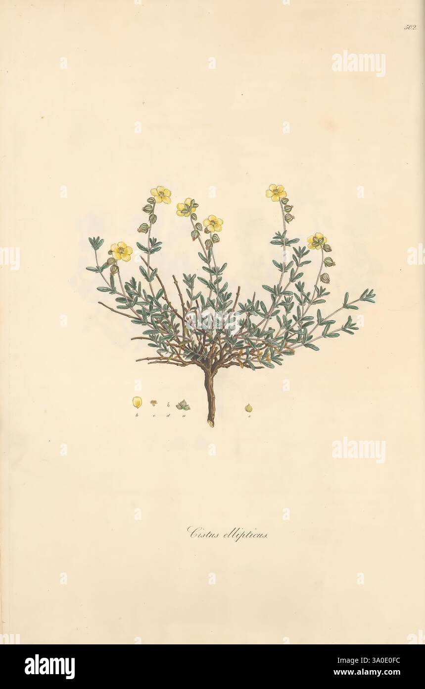 Flora Graeca, sive, Plantarum rariorum historia, quas in provinciis aut ...