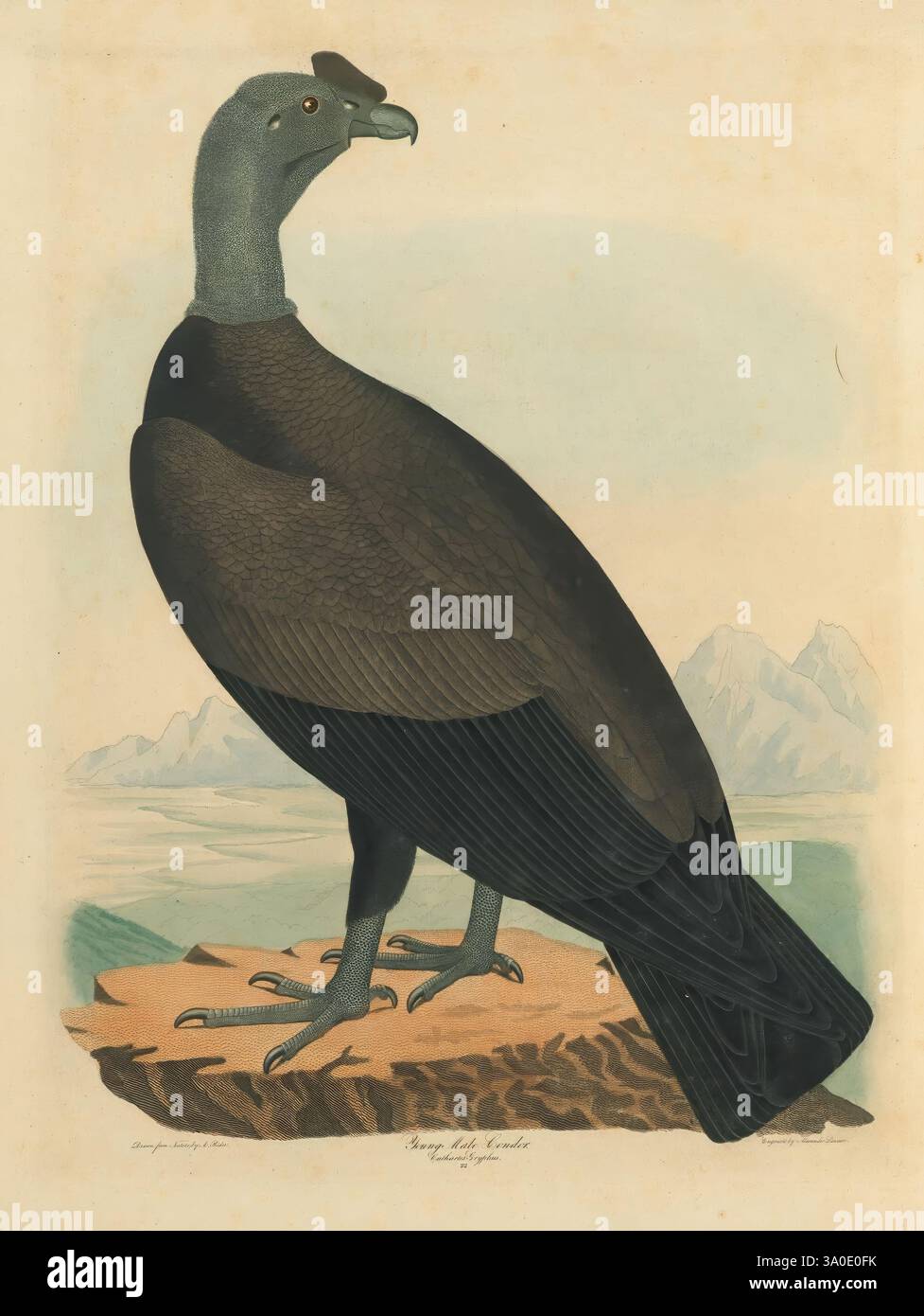 American ornithology, Philadelphia, Carey, Lea & Carey, 1825-33, birds ...