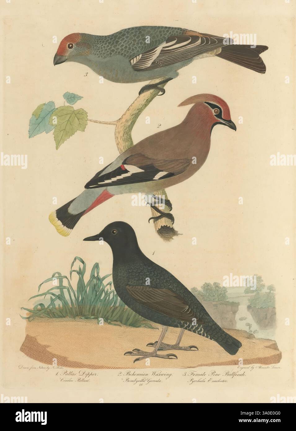 Hints of reddish colors hi-res stock photography and images - Alamy