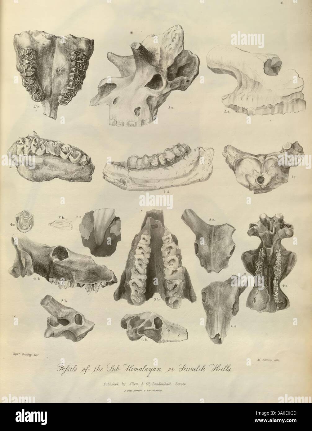 Multiple views of different skull types hi-res stock photography and ...