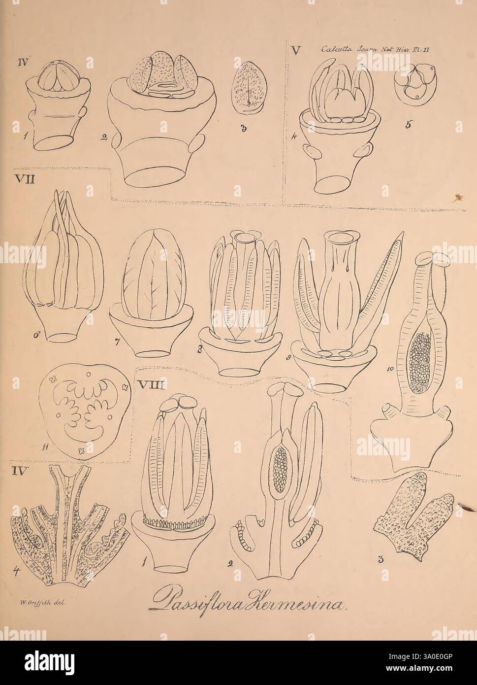 Deeper understanding of plant reproduction hi-res stock photography and ...
