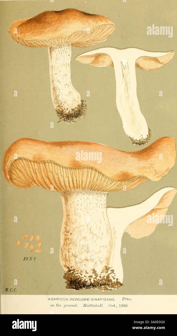 Illustrations of British Fungi (Hymenomycetes), to serve as an atlas to ...