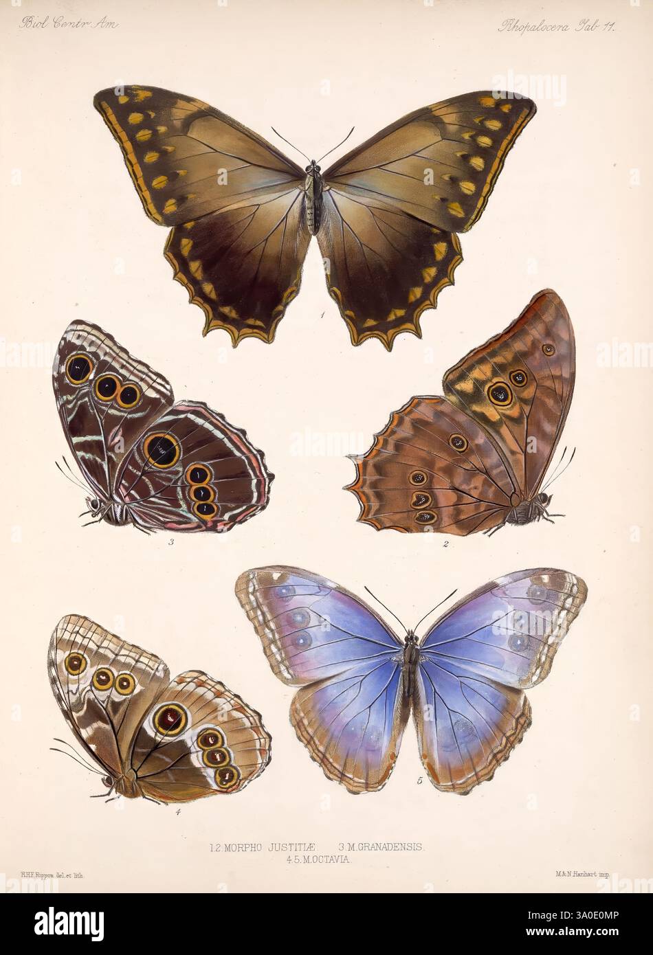 Another wing features bold hi-res stock photography and images - Alamy