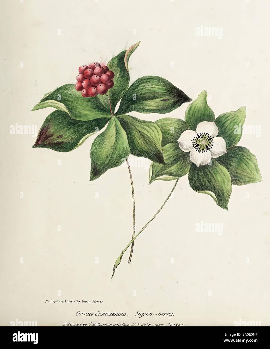 [Wild Flowers of Nova Scotia, Halifax, N.S, Published by C.H. Belcher ...