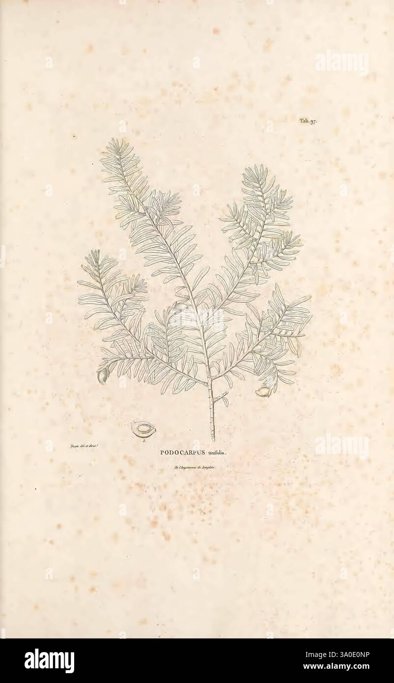 1576 botany classification pictorial hi-res stock photography and images - Alamy