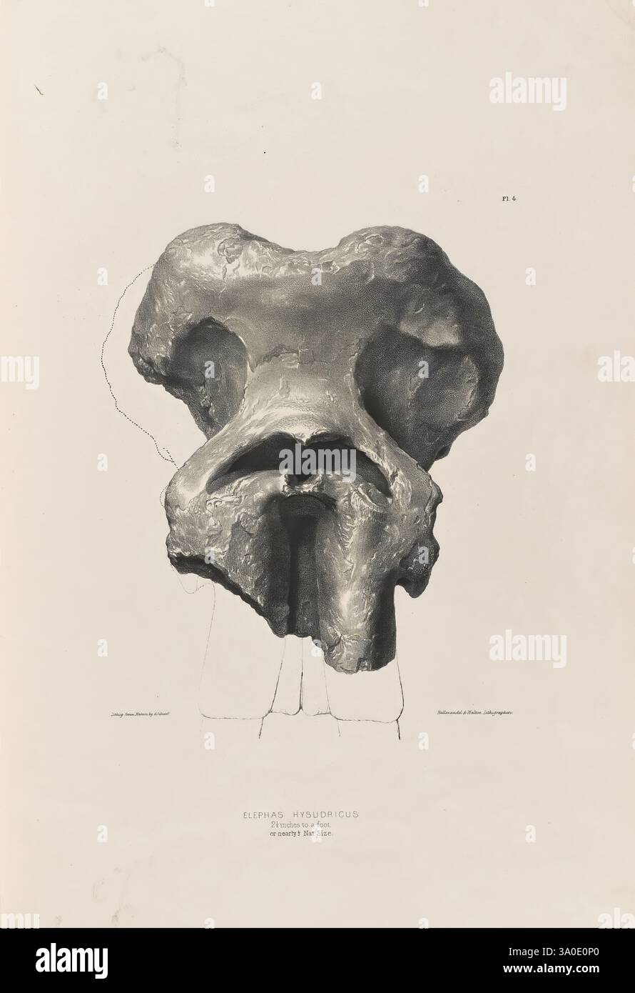 Fauna Antiqua Sivalensis Being the fossil zoology of the Siwalik Hills ...