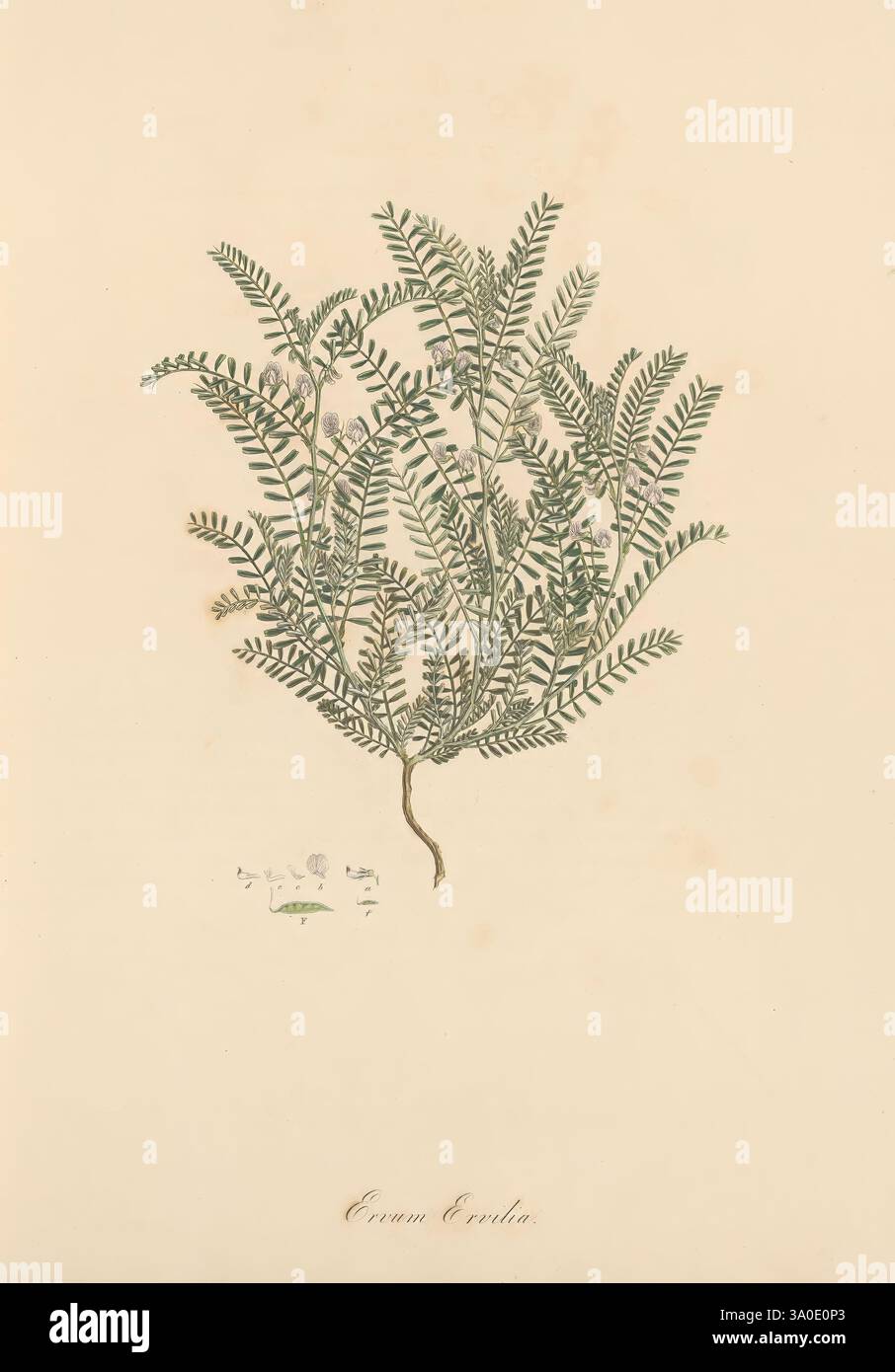 Flora Graeca, sive, Plantarum rariorum historia, quas in provinciis aut ...