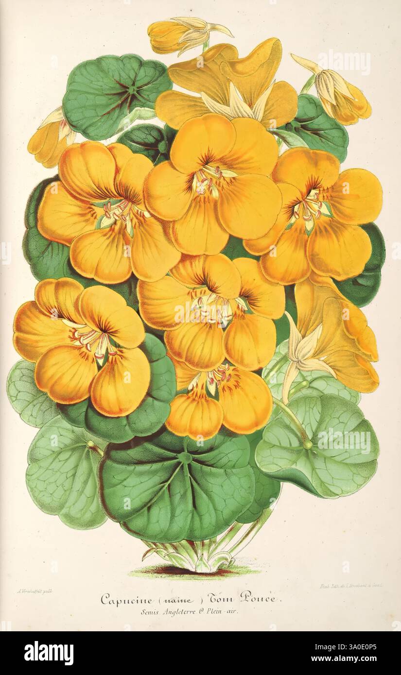 Vibrant cluster of capucine flowers hi-res stock photography and images ...