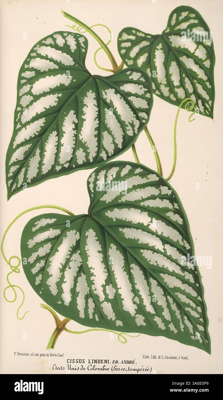 Bold silver veins hi-res stock photography and images - Alamy