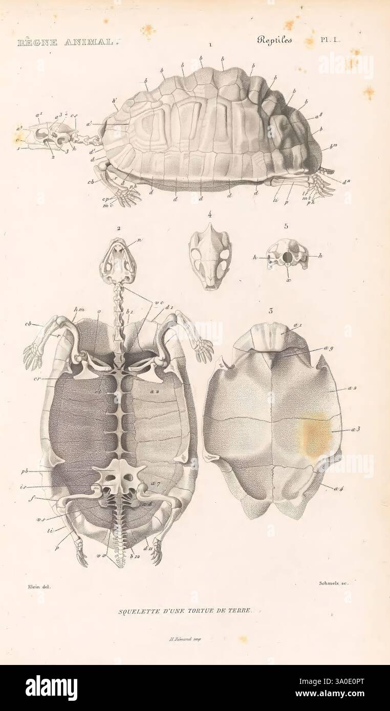 Turtle shell top view hi-res stock photography and images - Alamy