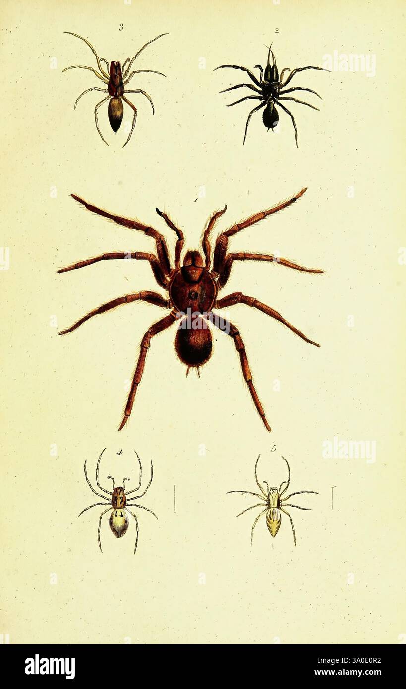 Four additional spiders hi-res stock photography and images - Alamy