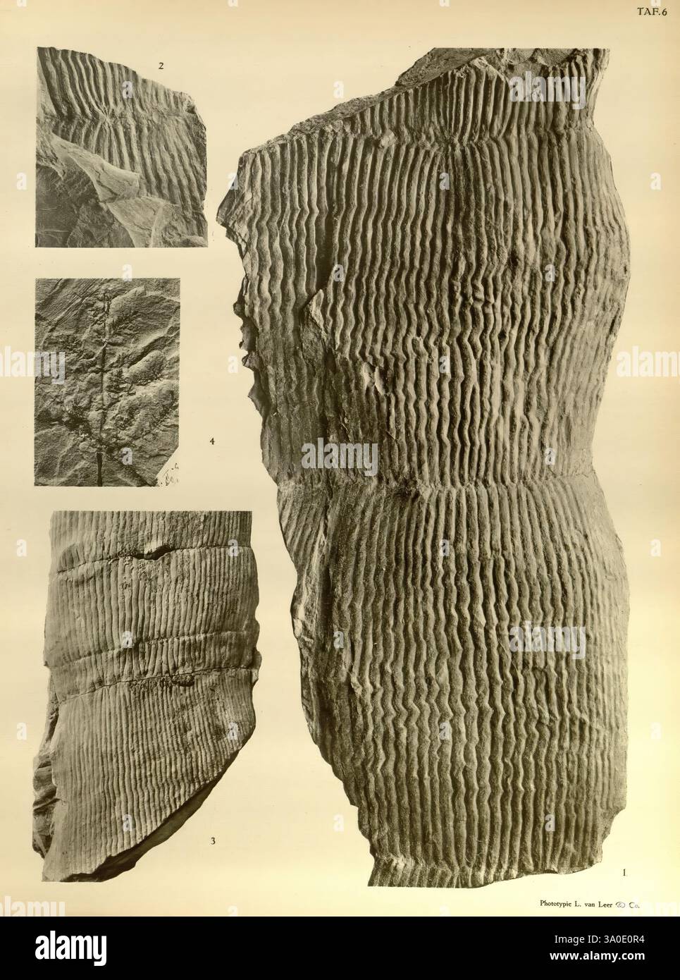 Mededeelingen van 's Rijks Herbarium, Leiden, Rijks Universiteit, Rijks ...