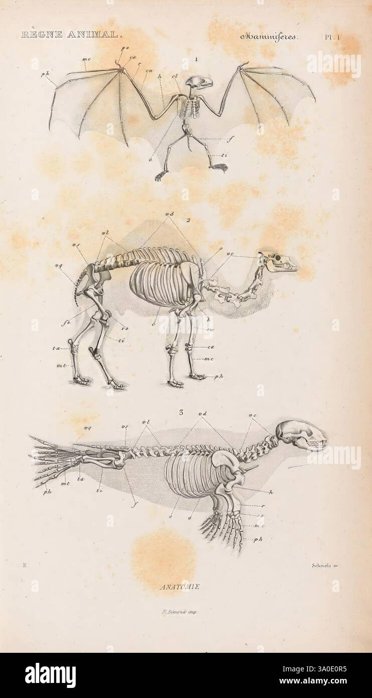 Skeletal structures of various animals hi-res stock photography and ...
