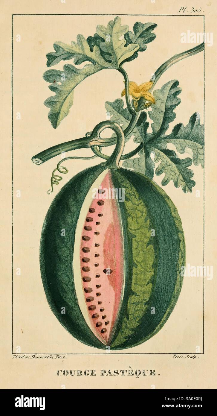 Flore pittoresque et médicale des Antilles Paris Pichard 1821-1829 ...