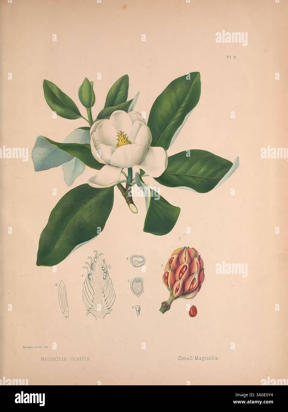 Plates prepared between the years 1849 and 1859, to accompany a report ...
