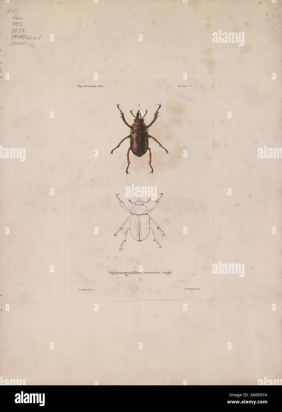 Meticulous study of entomology hi-res stock photography and images - Alamy