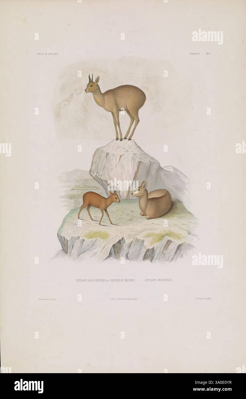 Three distinct deer species hi-res stock photography and images - Alamy