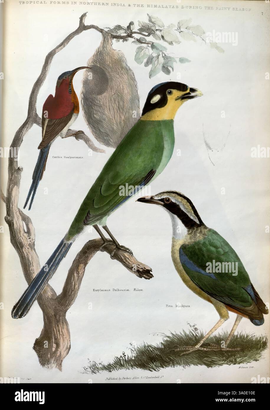 Prominent facial markings draw attention hi-res stock photography and ...