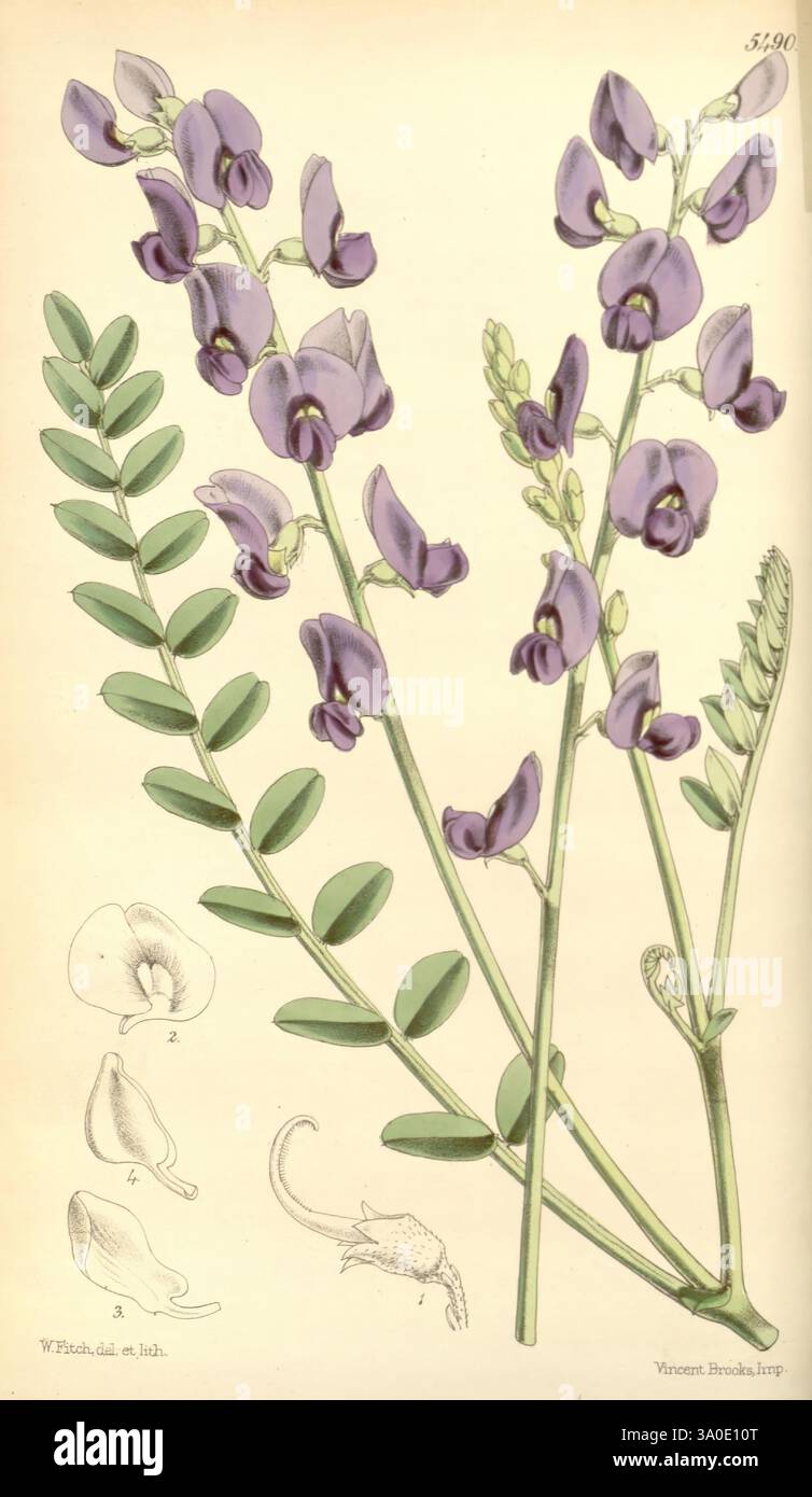 Curtis's Botanical Magazine London New York Botany Periodicals ...