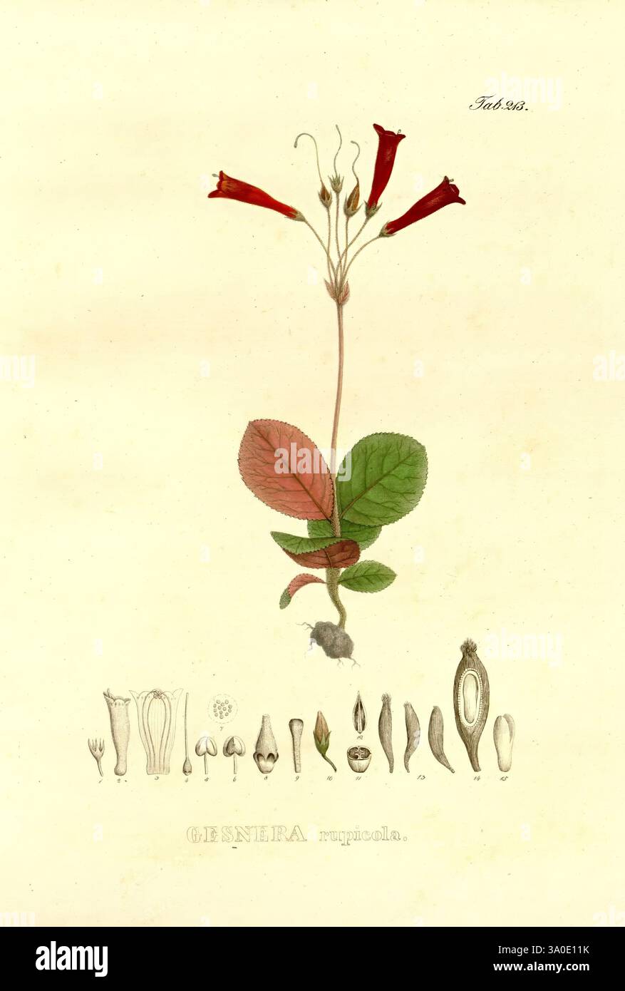 Showcasing multiple tubular flower shapes hi-res stock photography and ...