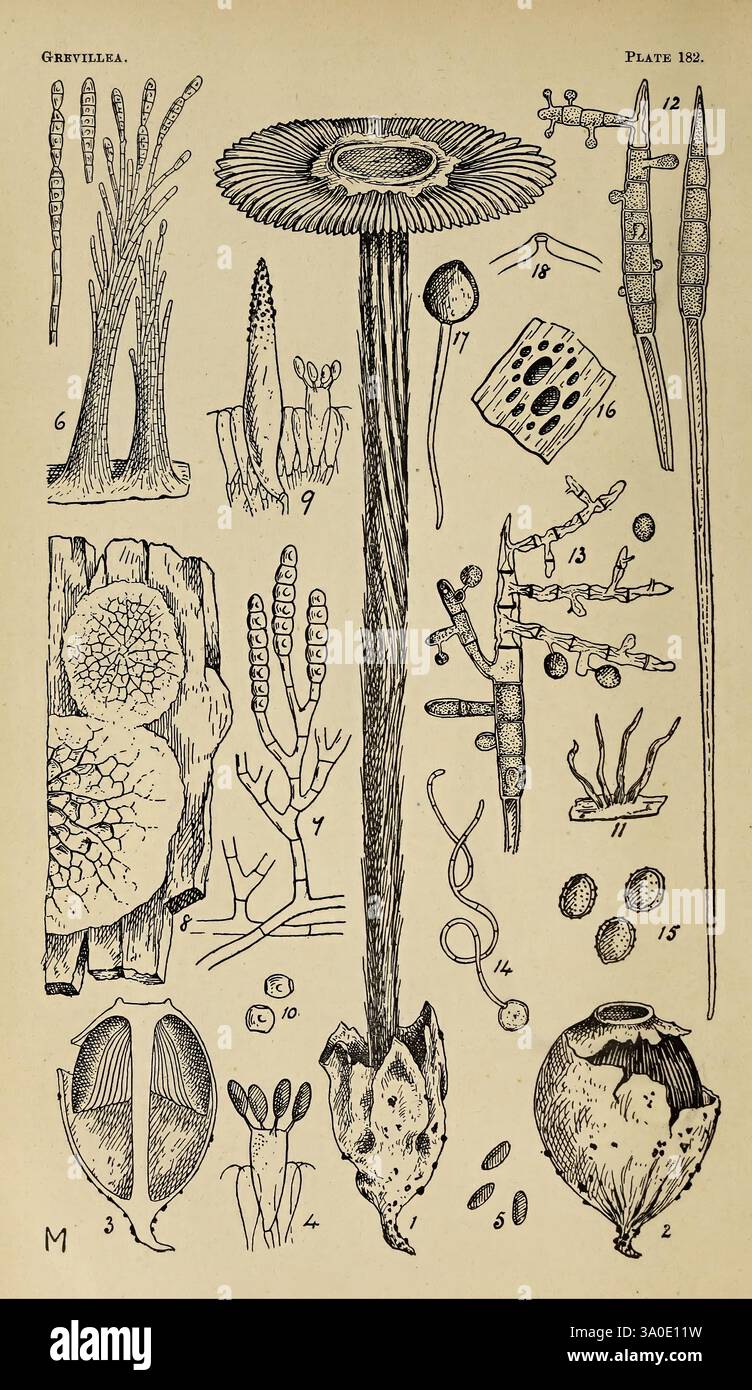 Detailed study of various microscopic structures hi-res stock ...