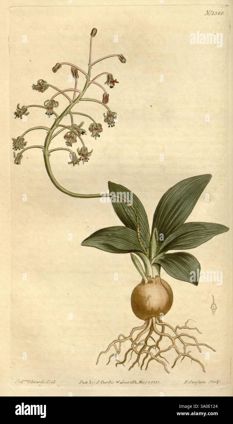 Curtis's Botanical Magazine, London, New York, botanical illustration ...