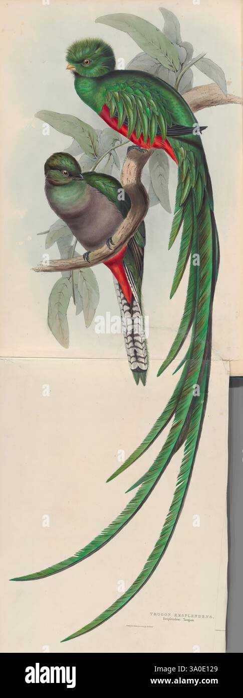 Second quetzal hi-res stock photography and images - Alamy