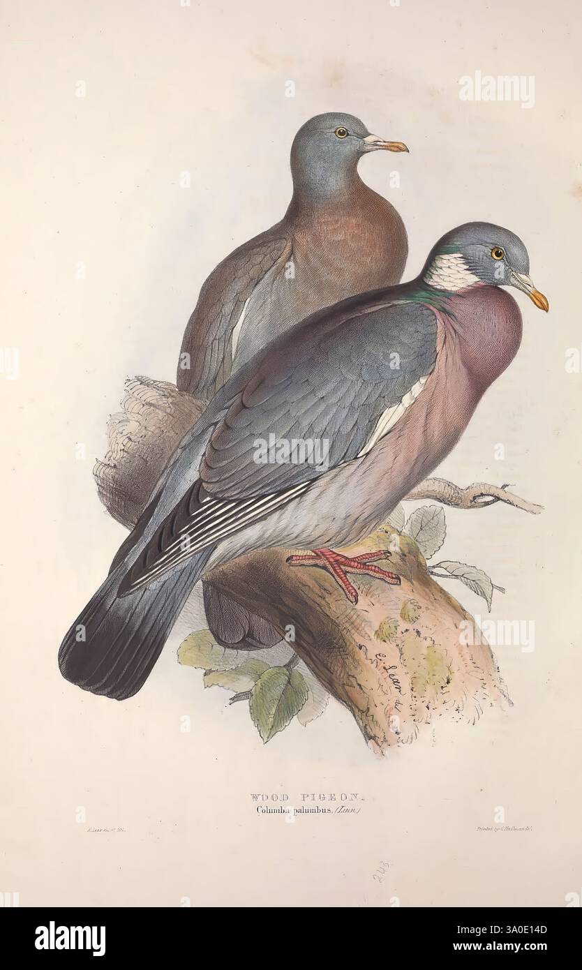 The birds of Europe London Printed by R. and J. E. Taylor Pub. by the ...