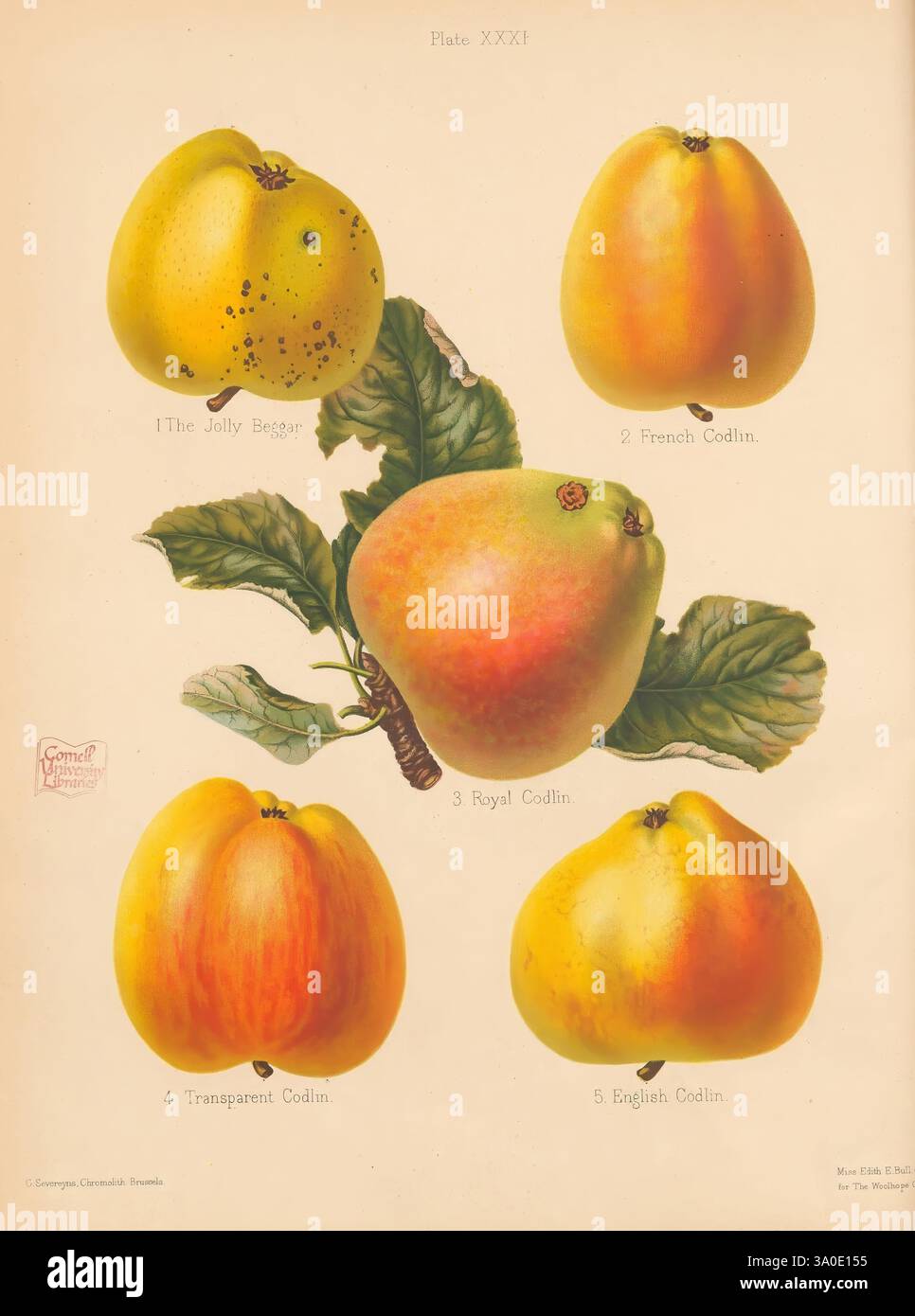 Transparent codlin hi-res stock photography and images - Alamy