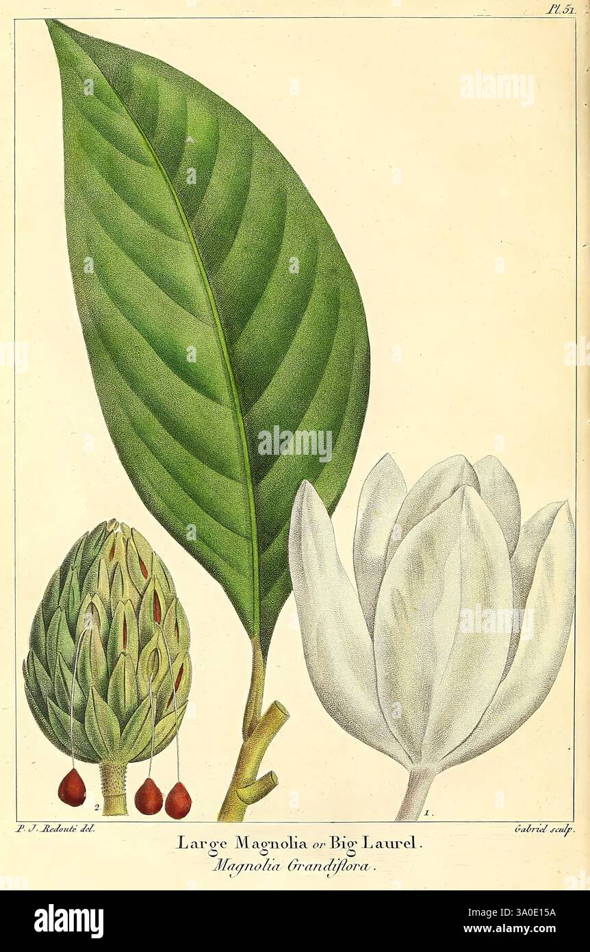 Developing magnolia fruit hi-res stock photography and images - Alamy