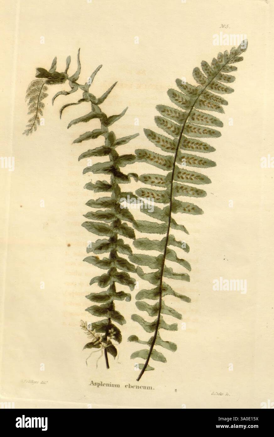 The, botanical, cabinet, London, John, and, Arthur, Arch, 1817-1833 ...