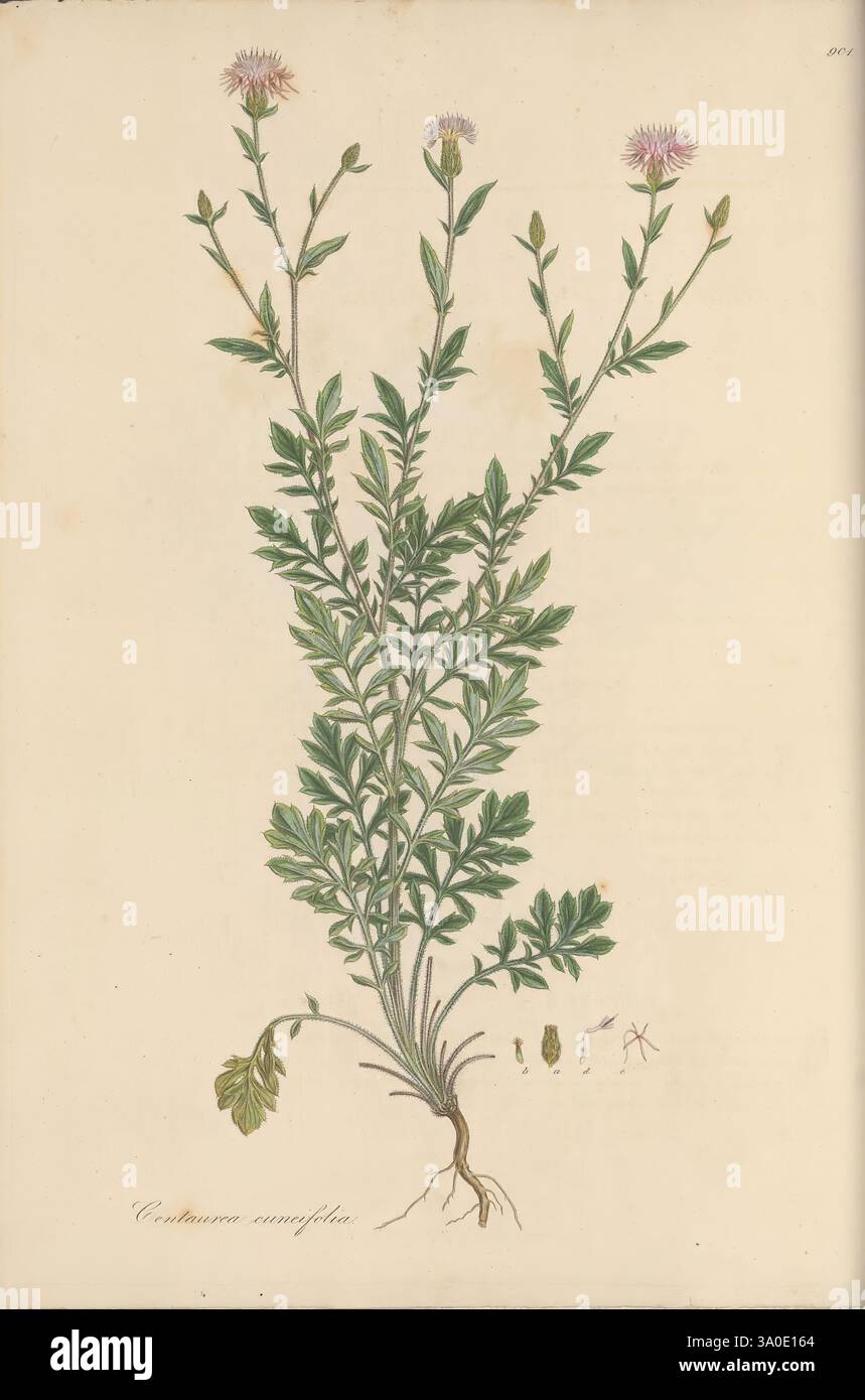 Flora Graeca, sive, Plantarum rariorum historia, quas in provinciis aut ...
