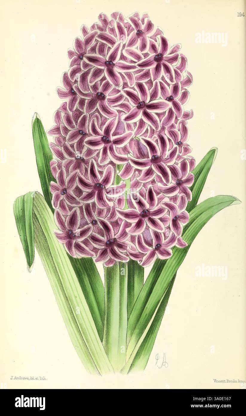 The floral magazine, London, L. Reeve & Co, Flower gardening, Flowers ...