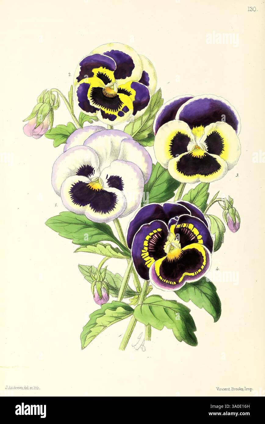 The floral magazine, London, L. Reeve & Co, flower gardening, flowers ...