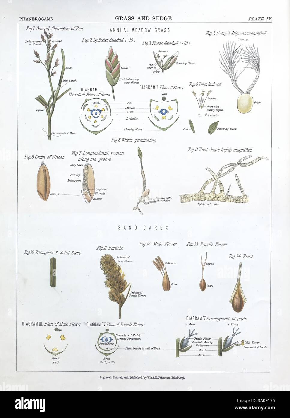 The botanical atlas, New York, The Century Co, 1883, botany, cryptogams ...