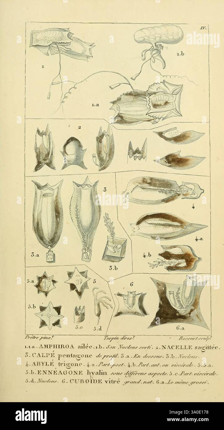 First section displays different forms of amphora hi-res stock ...