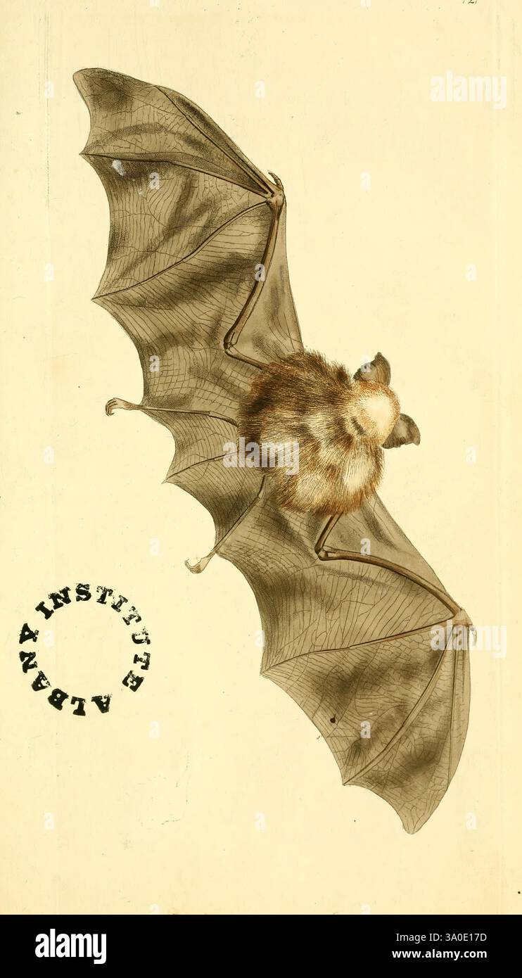 Bats unique anatomy hi-res stock photography and images - Alamy