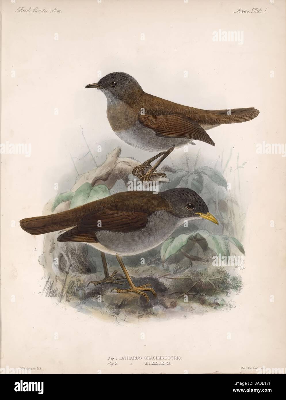 Biologia Centrali-Americana, London, 1879-1915, archaeology, botany ...