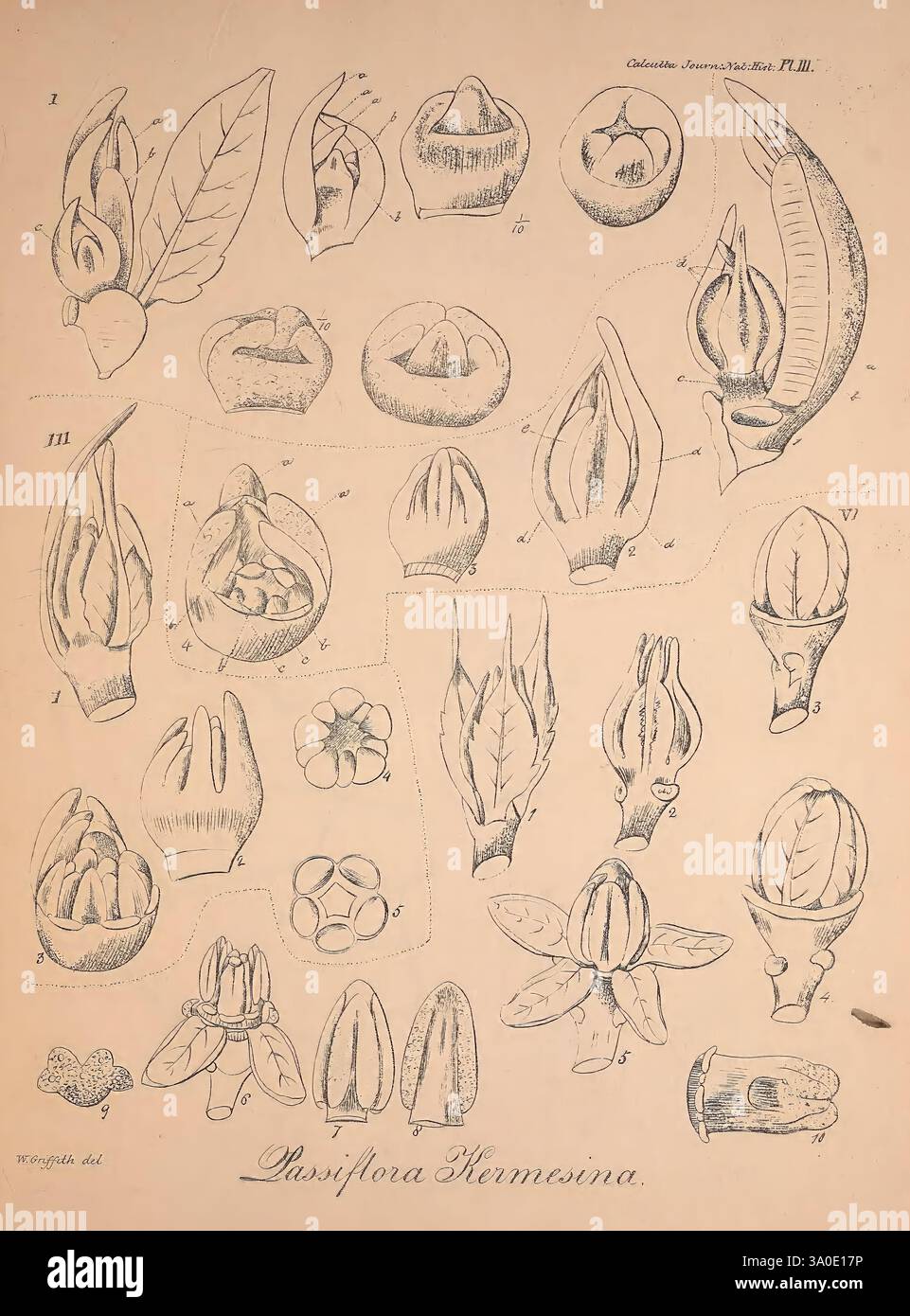 Series of intricate botanical drawings displaying hi-res stock ...