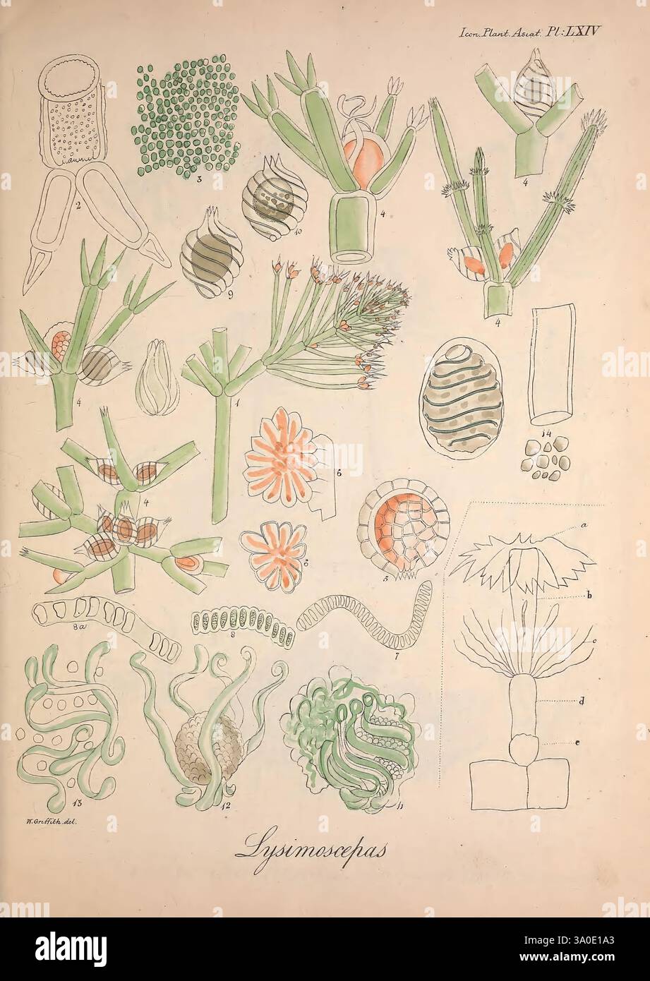 Overarching theme of natural diversity hi-res stock photography and ...