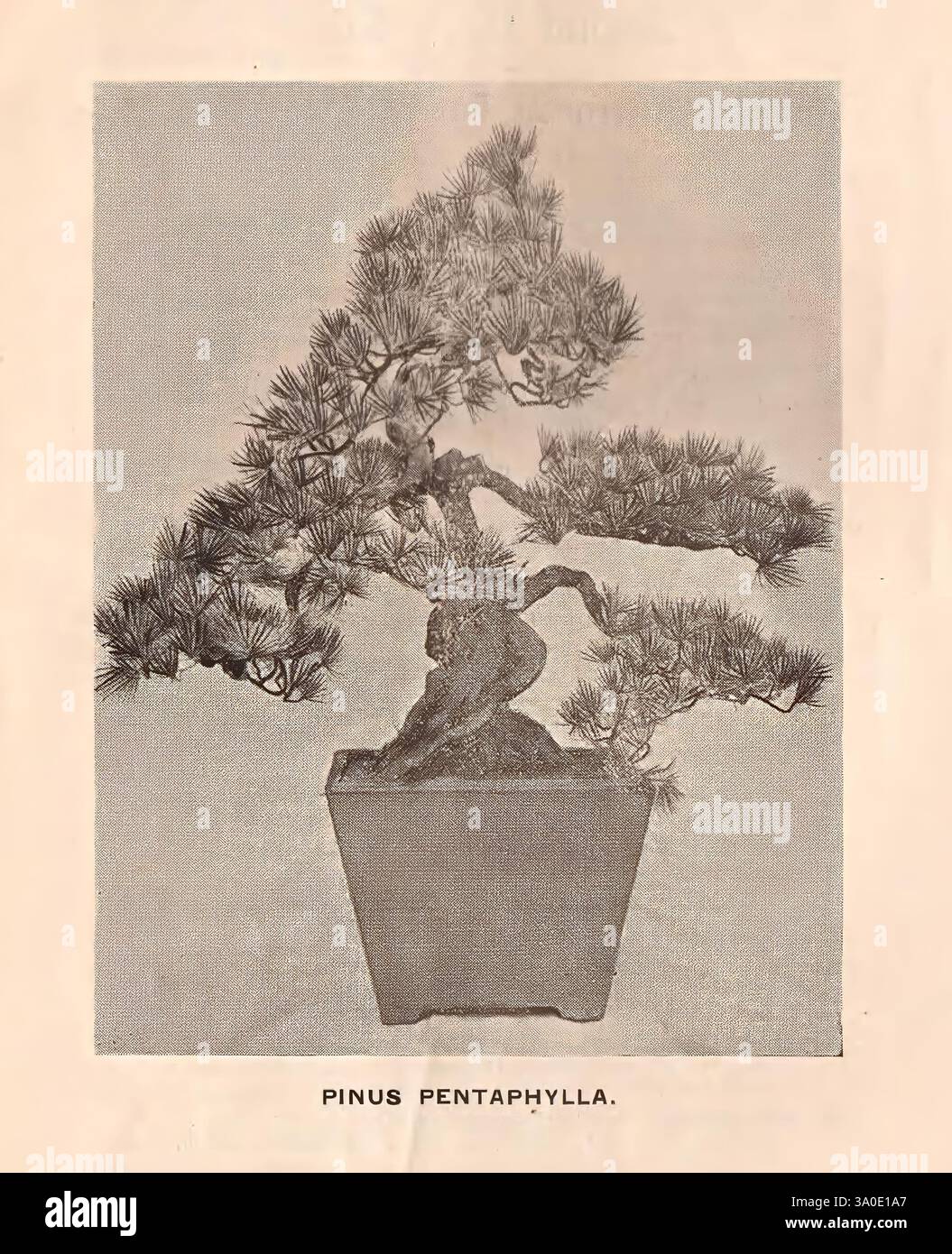 Structured yet natural appearance hi-res stock photography and images ...