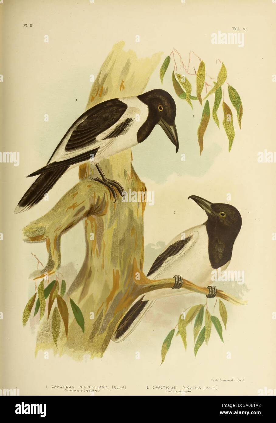 1890 91 bird birds australia ornithology birds of australia crac hi-res ...