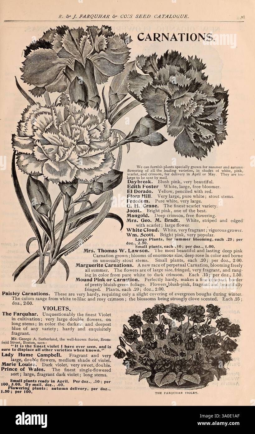 Detailed botanical drawings of carnations hi-res stock photography and ...
