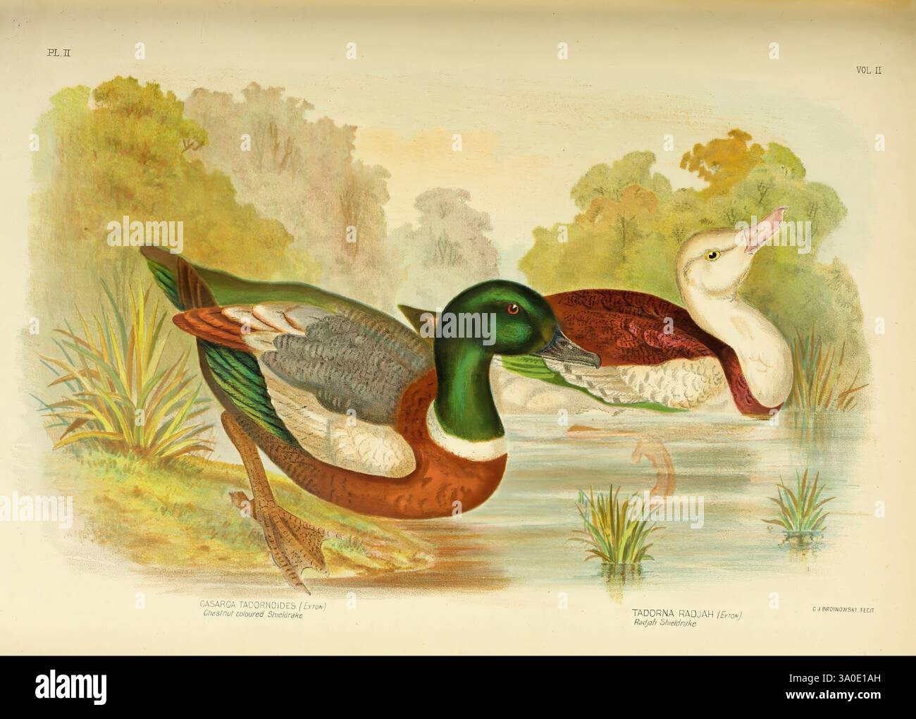 Female duck features hi-res stock photography and images - Alamy