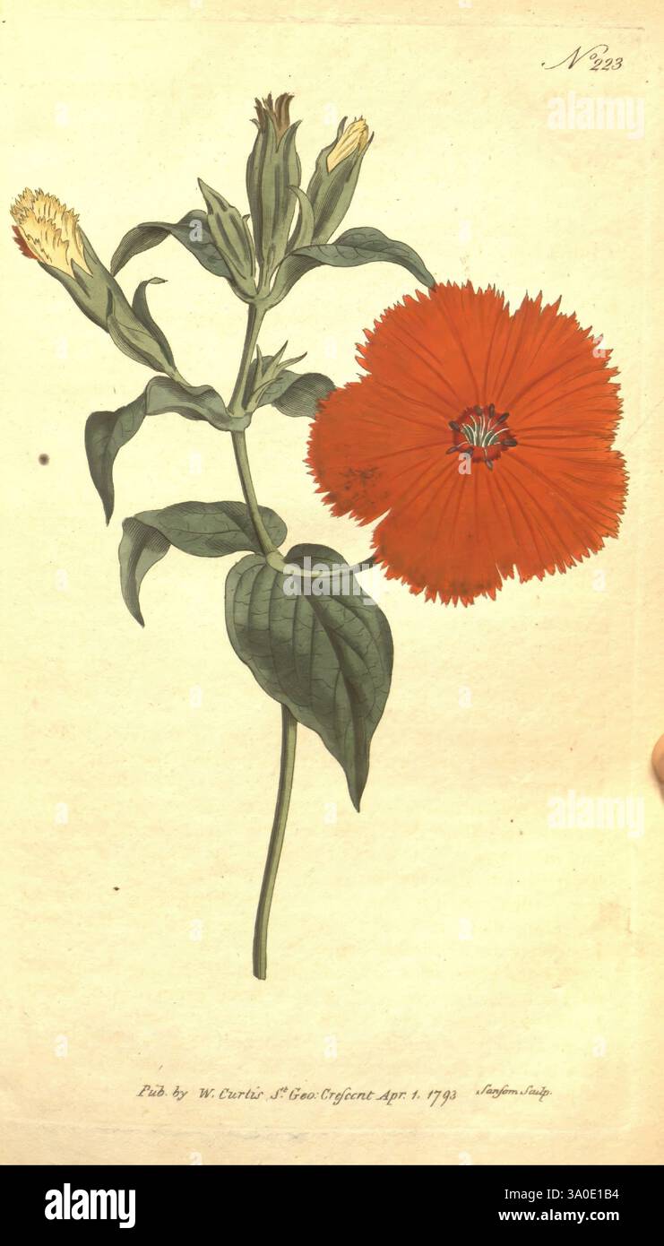 The Botanical Magazine, or Flower-garden Displayed, 1790-1800, botany ...